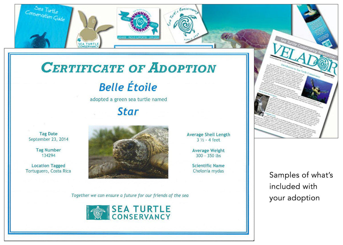 Sea Turtle Adoption – Belle Étoile Jewelry